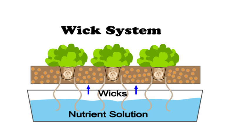 Top 7 Hydroponic Grow System- Buying Guide & Reviews